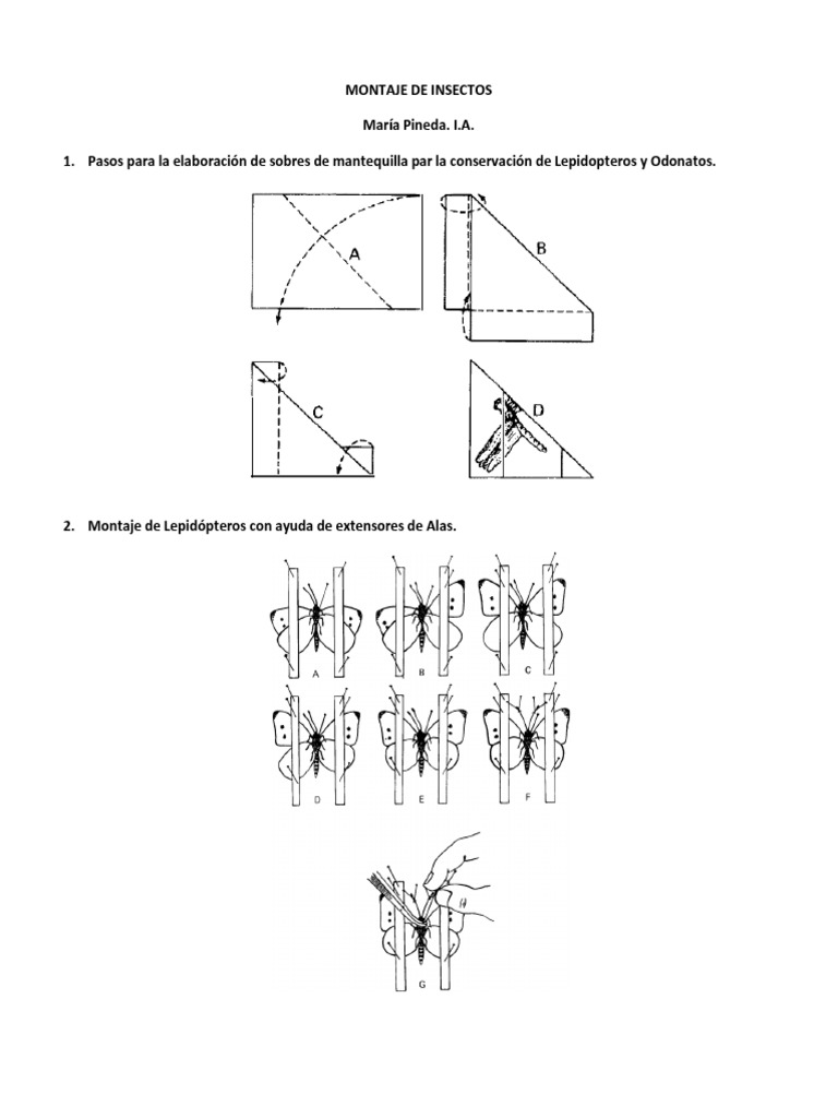 Guía MONTAJE DE INSECTOS 222 | PDF