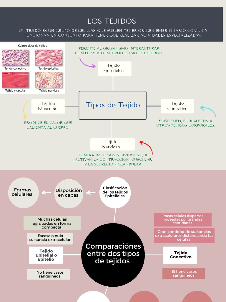 Mapa Conceptual Tejidos | PDF | Epitelio | Tejido (biología)
