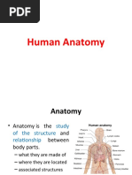 Human Anatomy Notes | PDF