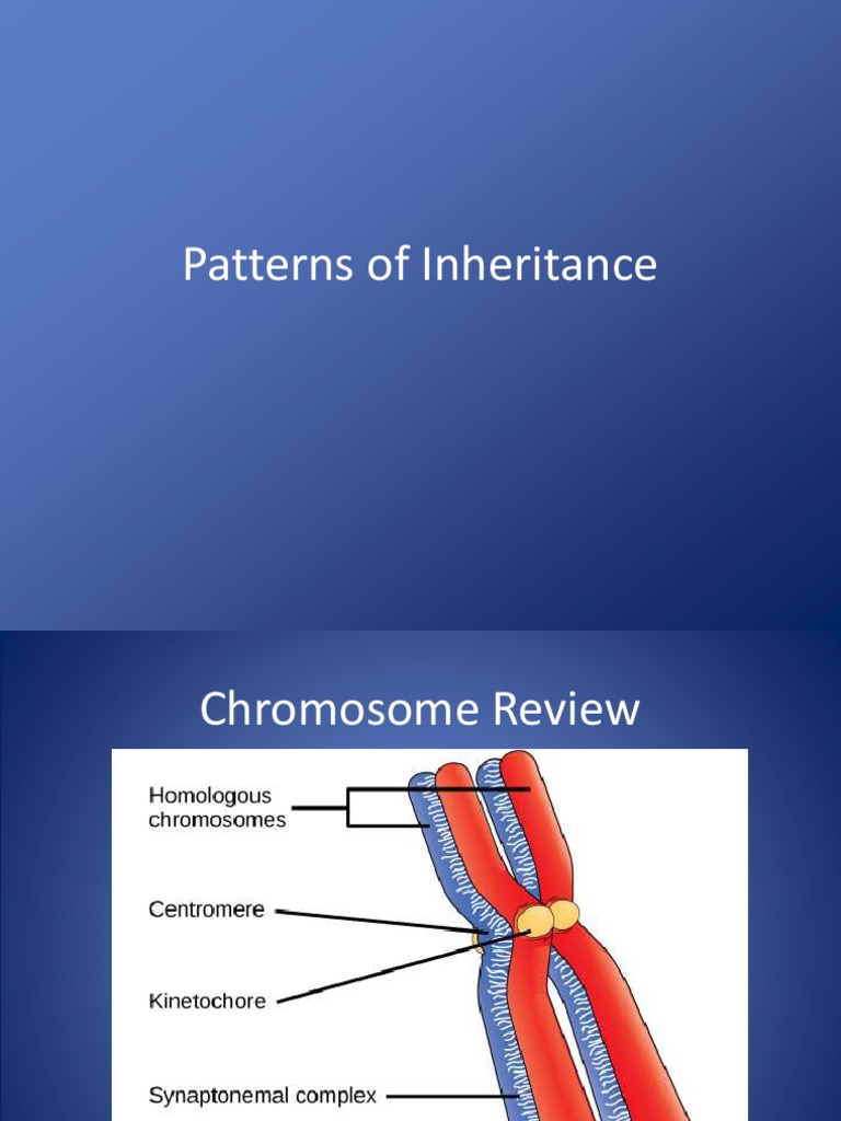 Patterns of Inheritance | PDF | Dominance (Genetics) | Allele