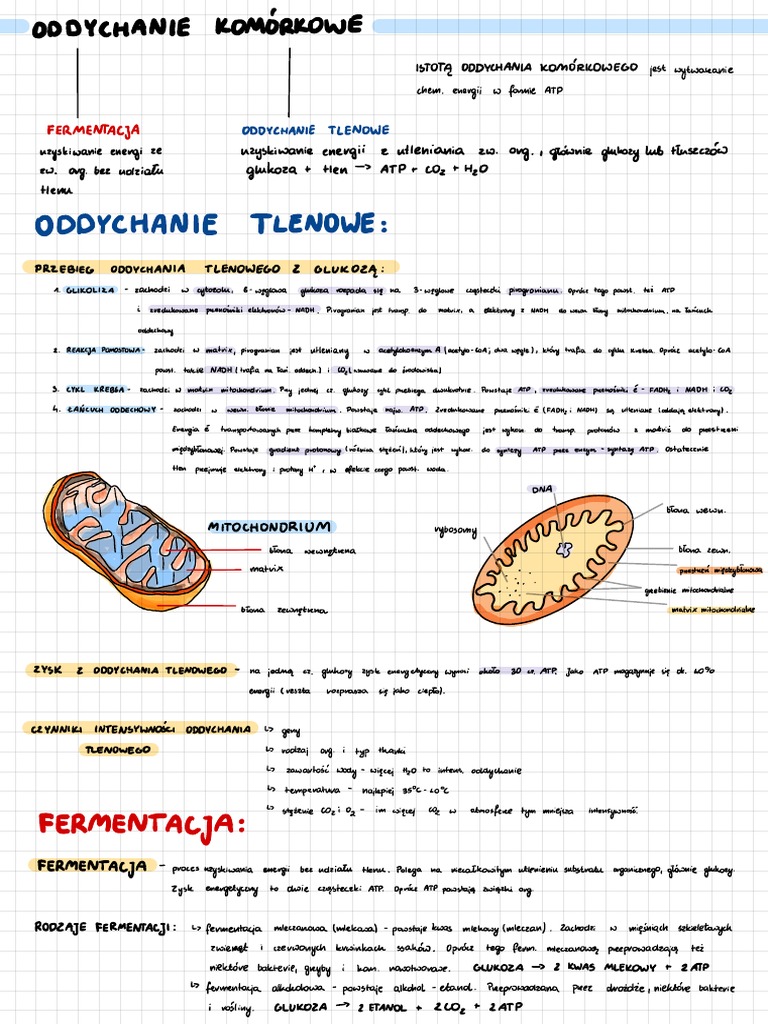 Oddychanie Komórkowe | PDF