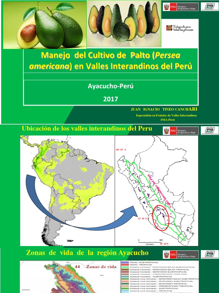 Manejo Del Cultivo de Palto en Valles Interandinos Del Peru - Juan Tineo | PDF | Aguacate | Riego