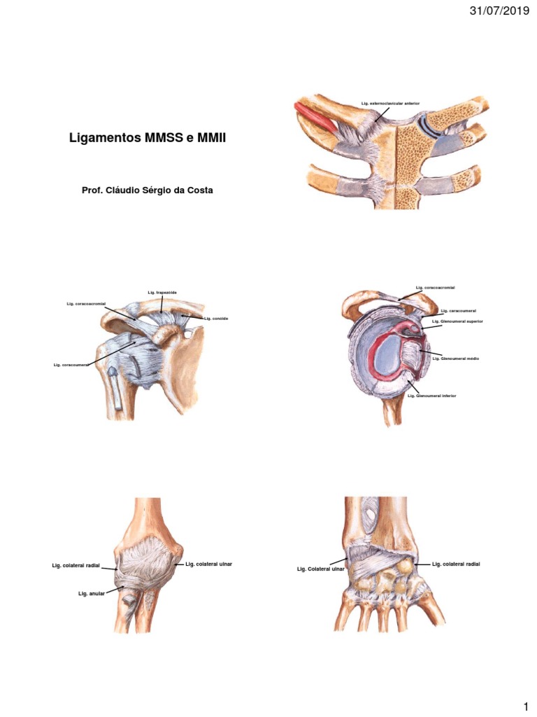 Ligamentos MMSS e MMII 2019 AVA | PDF | Sistema Locomotor | Membros ...