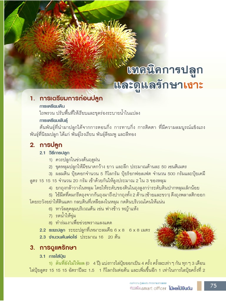 Rambutan | PDF