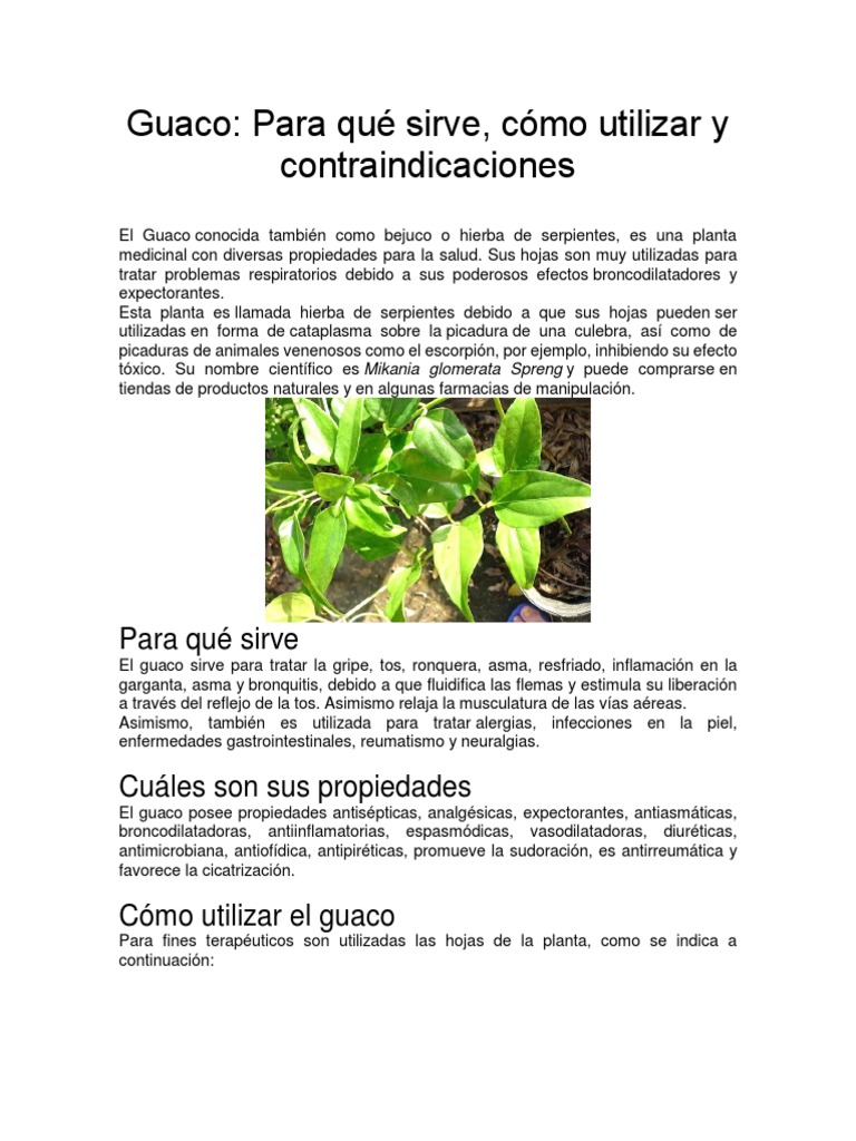 Guaco para Qué Sirve, Cómo Utilizar y Contraindicaciones | PDF | Tos ...