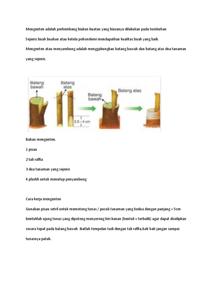 Mengenten Adalah Perkembang Biakan Buatan Yang Biasanya Dilakukan Pada ...