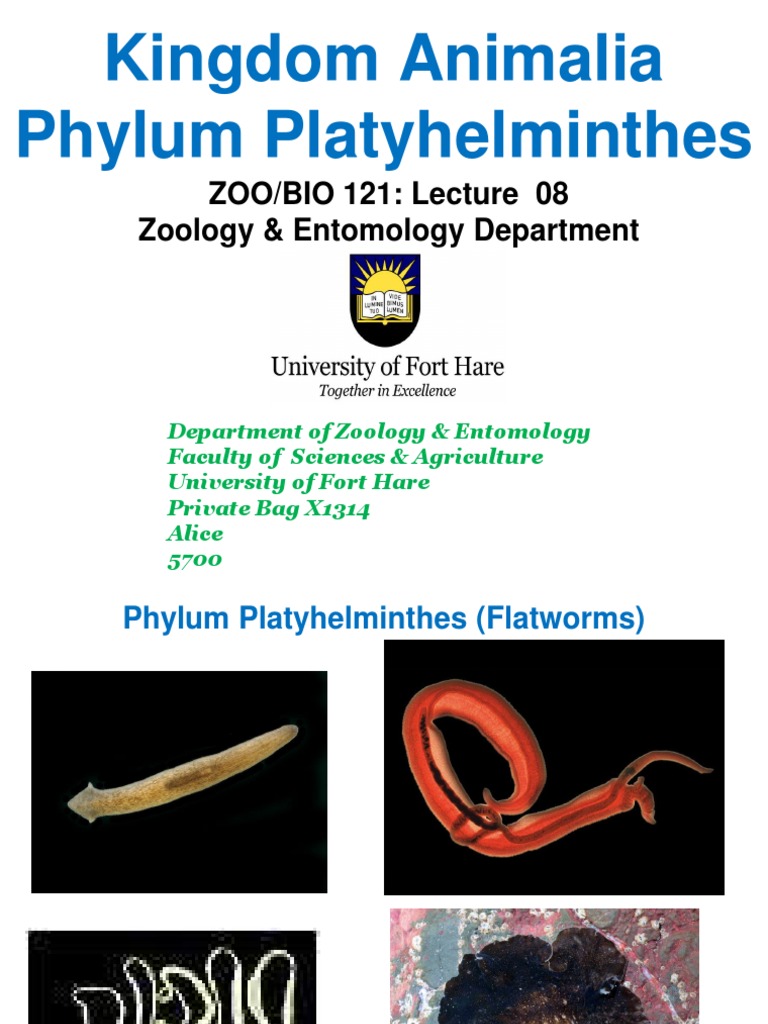 Kingdom Animalia Phylum Platyhelminthes: ZOO/BIO 121: Lecture 08 ...