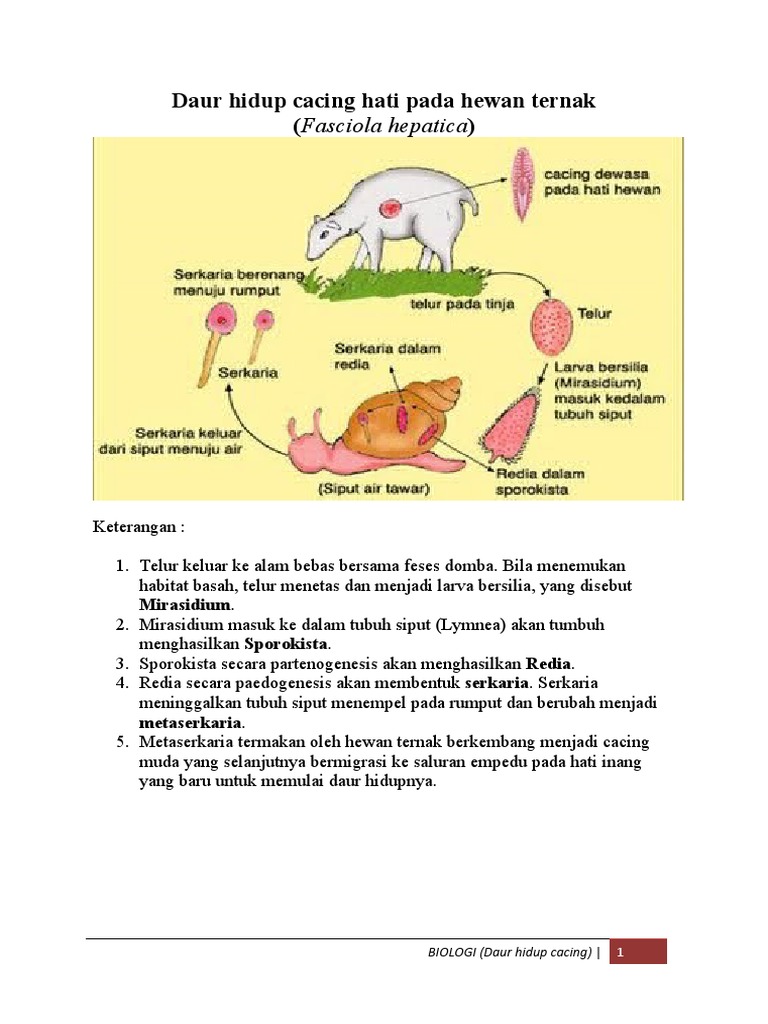 Daur Hidup Cacing | PDF