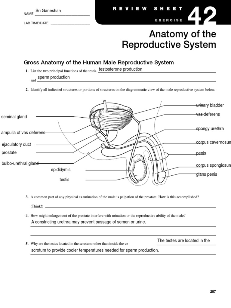 Anatomy of The Reproductive System E | PDF | Uterus | Testicle