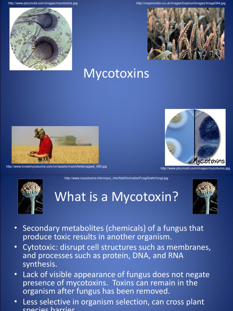 Mycotoxins Lecture | PDF | Mycotoxin | Fungus