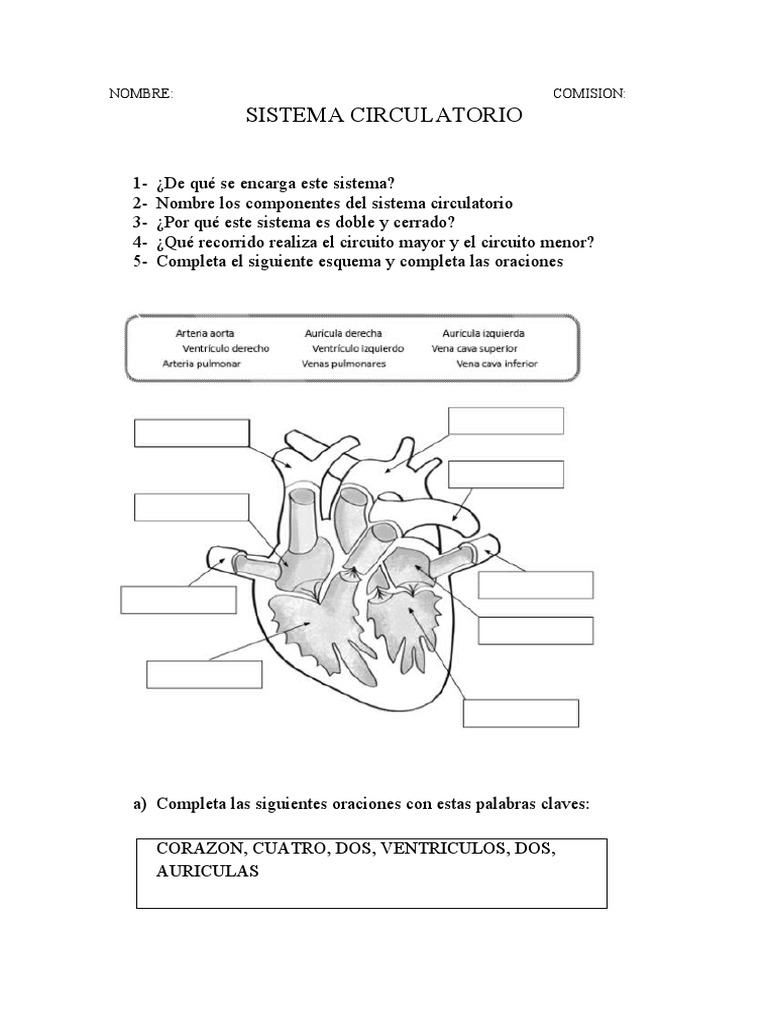Sistema Circulatorio | PDF