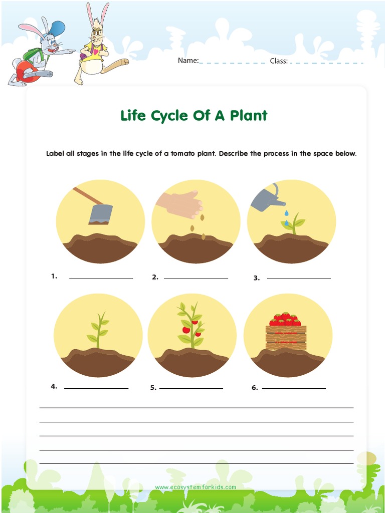 Life Cycle of A Tomato Plant | PDF | Home & Garden