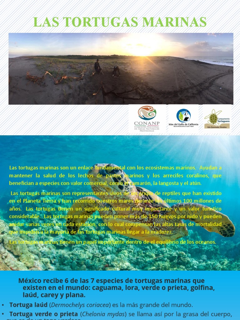 Las Tortugas Marinas Primaria | PDF | Tortuga marina | Tortuga