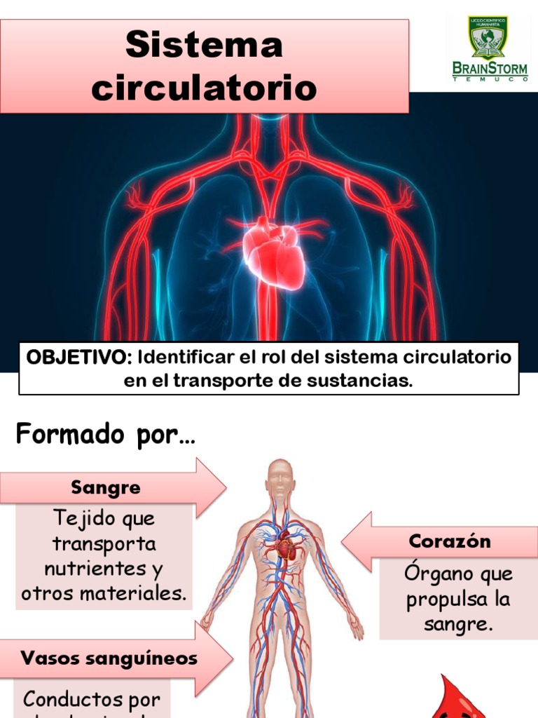 8°A Ciencias Naturales Sistema Circulatorio PPT 13 de Mayo. | PDF