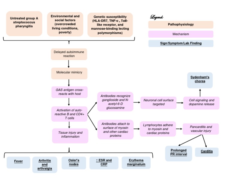 Acute Rheumatic Fever Pathophysiology | Download Free PDF ...
