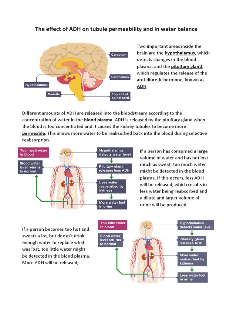 The Effect of ADH On Tubule Permeability and in Water Balance - Higher ...