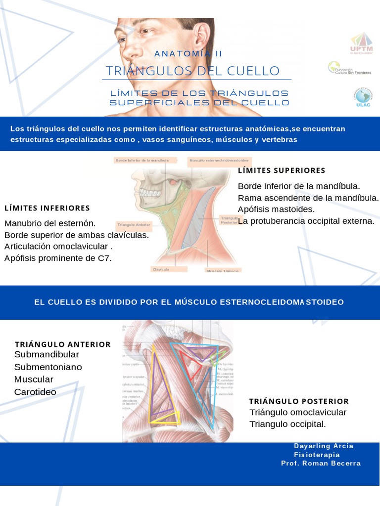 Triángulo Omoclavicular Triangulo Occipital. | PDF