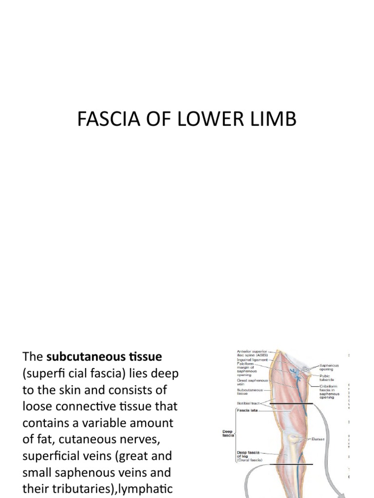 Lower Limb Fascia Anatomy Guide | PDF | Human Leg | Musculoskeletal System