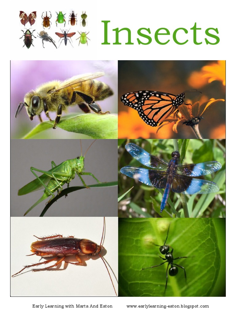 Insects Pdf Insects Lizard