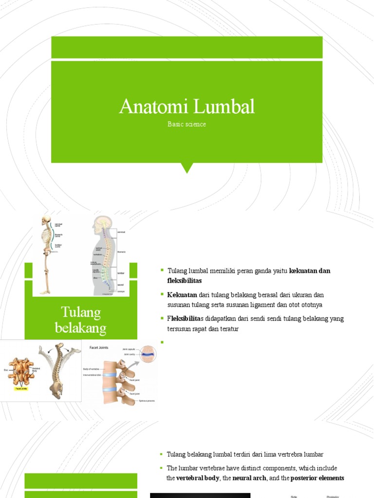 Anatomi Lumbal: Basic Science | Download Free PDF | Vertebra ...