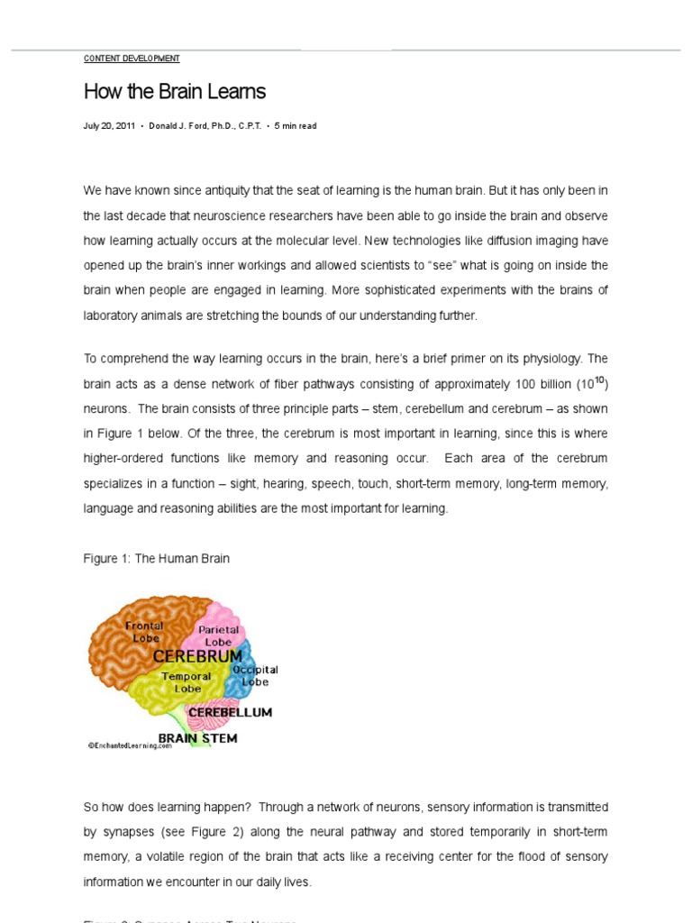 How The Brain Learns | PDF | Memory | Brain