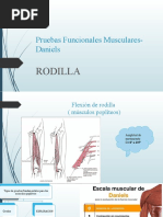 Ejercicios de Codman | PDF | Hombro | Sistema musculoesquelético