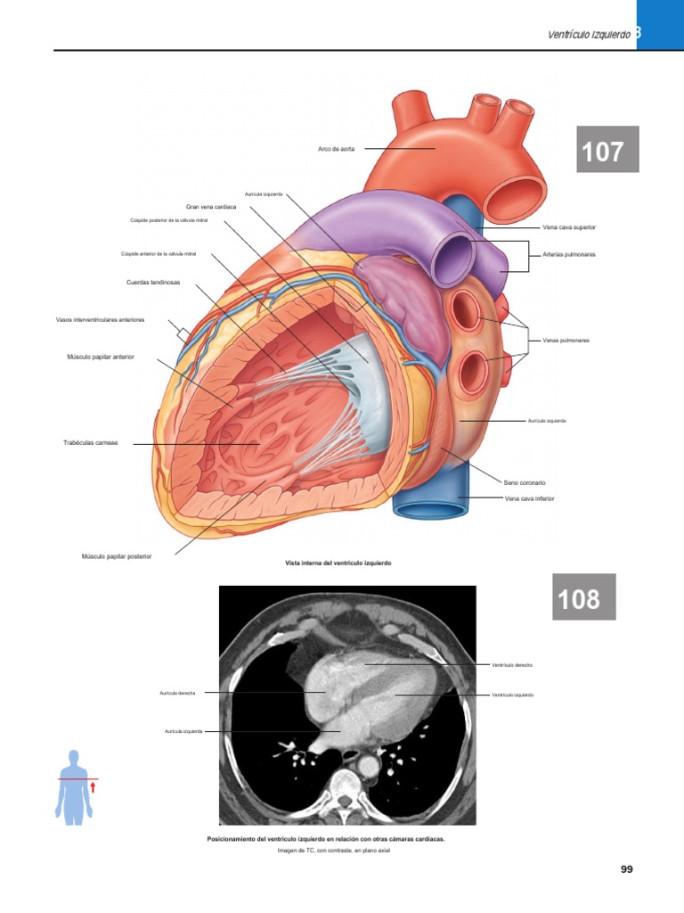 Grays Atlas of Anatomy 41-74.en - Es | PDF | Aorta | Corazón Grays Atlas of Anatomy 41-74.en - Es | PDF | Aorta | Corazón