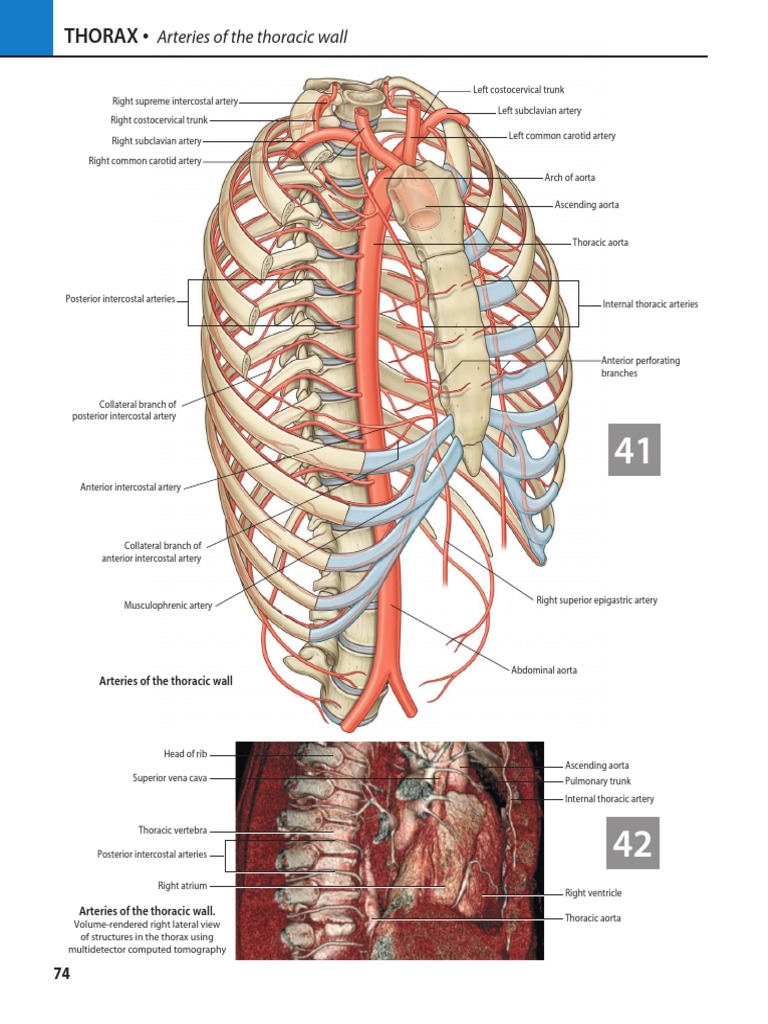 Grays Atlas of Anatomy 16-40 | PDF | Lung | Aorta