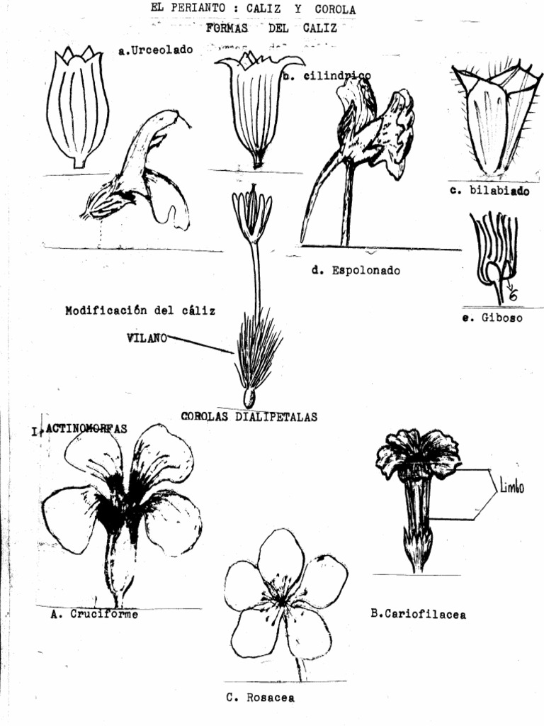 6.1 Morfologia de La Flor Perianto | PDF
