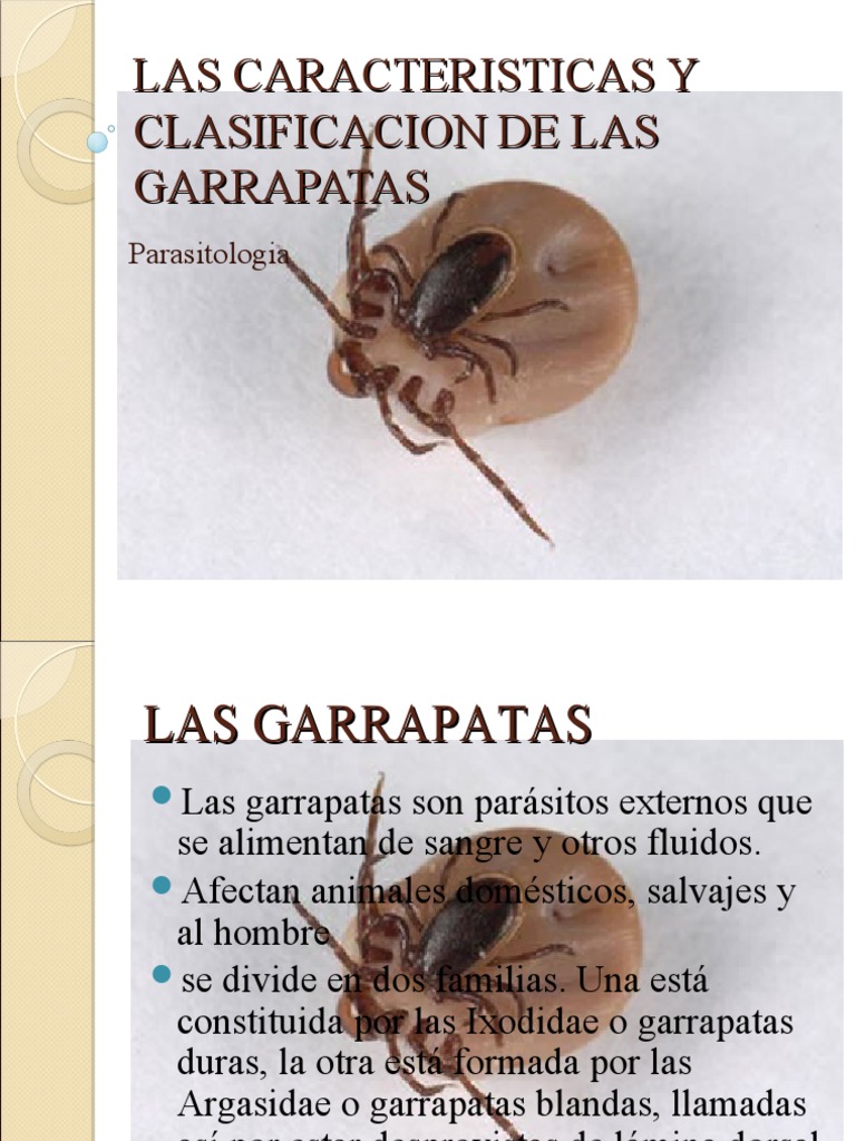 Las Caracteristicas y Clasificacion de Las Garrapatas | PDF | Infección ...