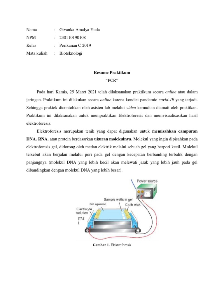 Proses dan Interpretasi Elektroforesis DNA | PDF
