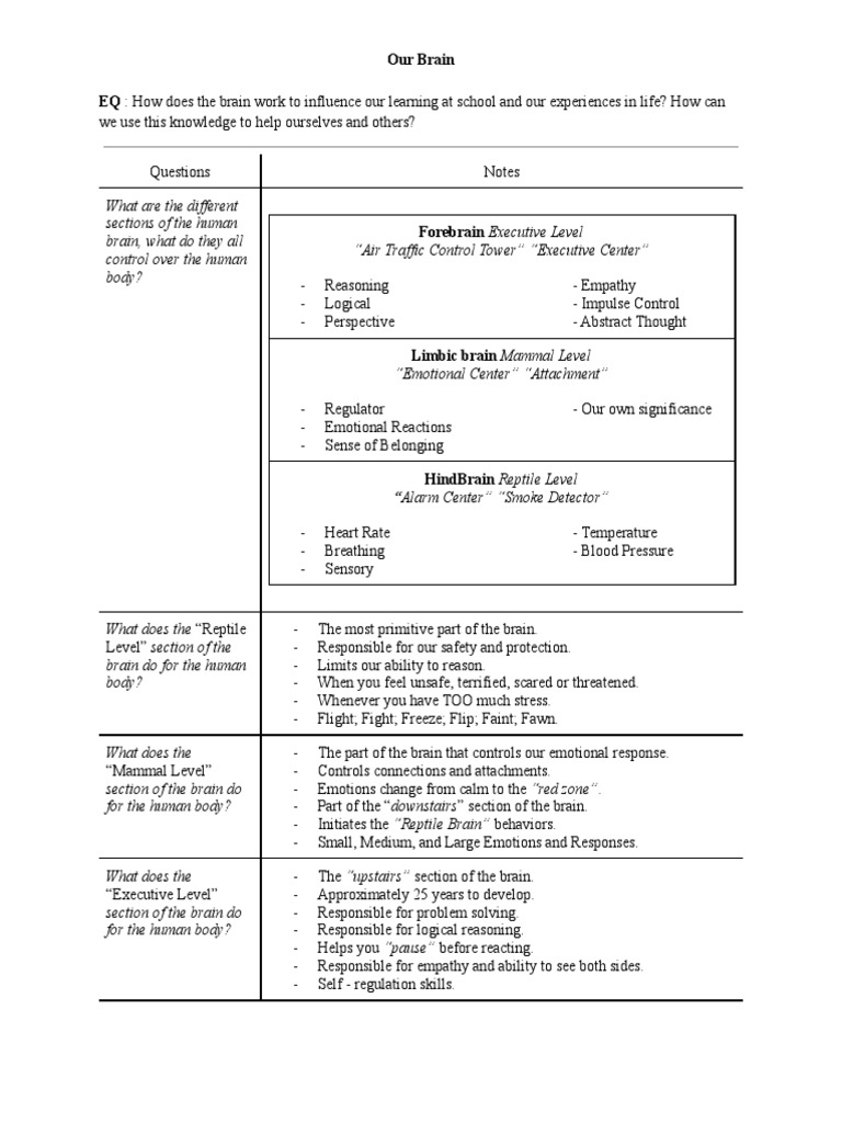 Mackenzie Rodriguez - Our Brain Cornell Notes | PDF | Brain | Empathy