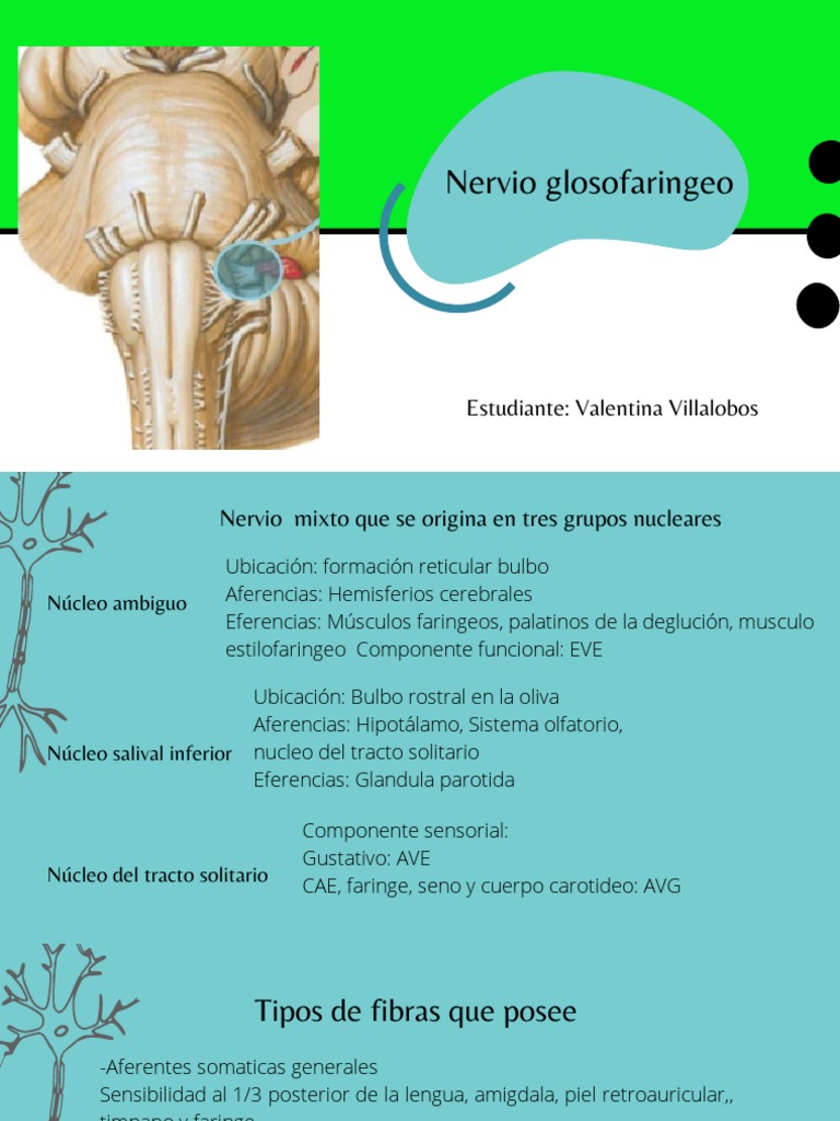 Nervio Glosofaringeo | PDF | Nervio vago | Lengua