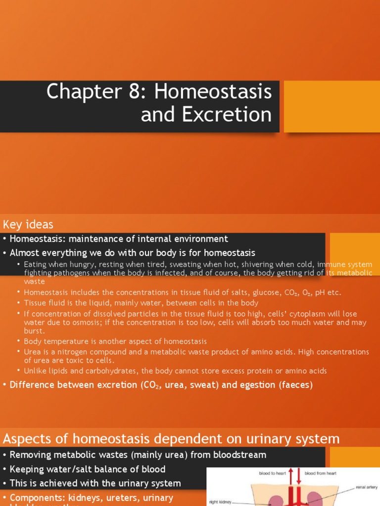 Chapter 8: Homeostasis and Excretion | PDF | Organ (Anatomy) | Anatomy