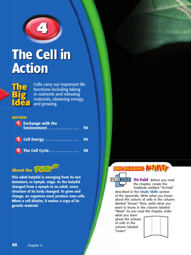 Chapter - 04 - The Cell in Action | PDF | Mitosis | Cellular Respiration