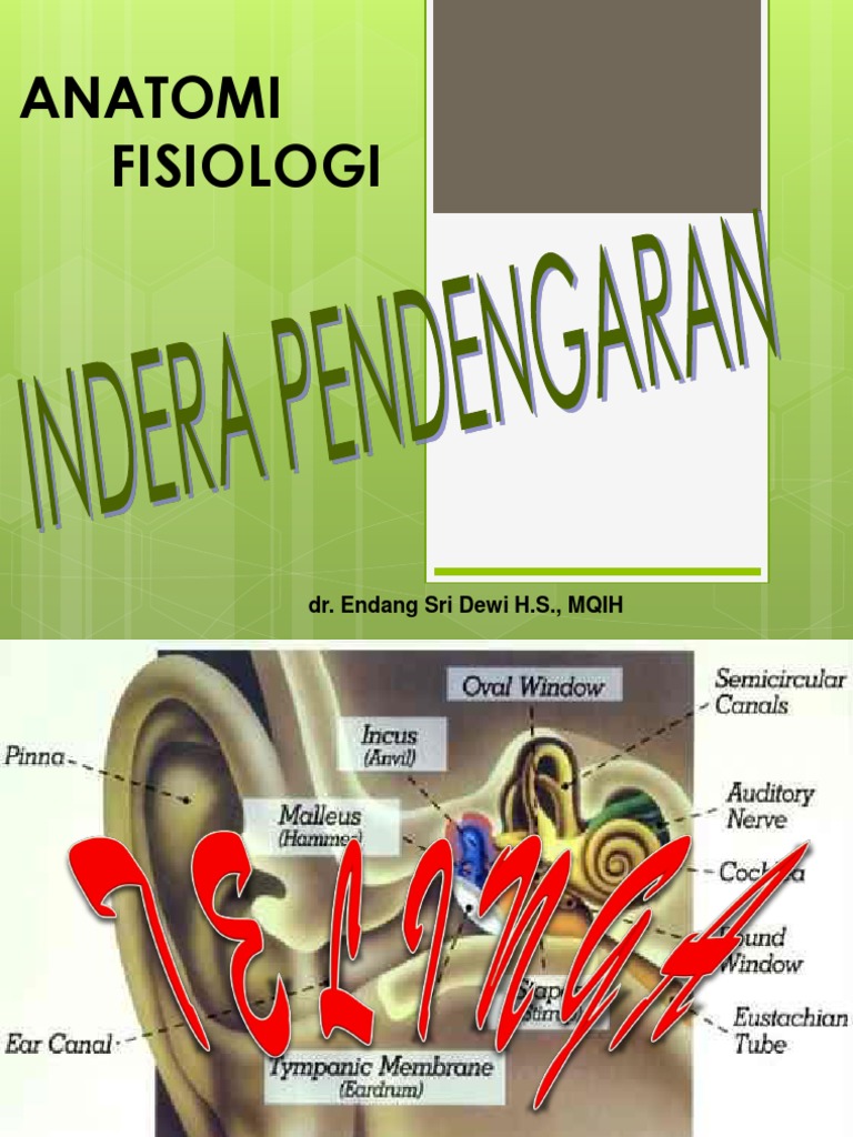 Anatomi dan Fisiologi Telinga Manusia | PDF | Kajian Bahasa Asing ...