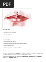 Anatomía y Fisiología de Los Labios. | PDF | Labio | Piel