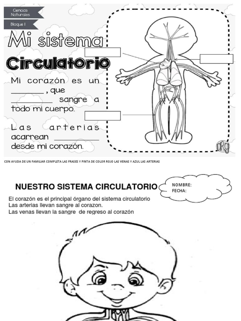 Hoja de Aplicacion Sistema Circulatorio | PDF