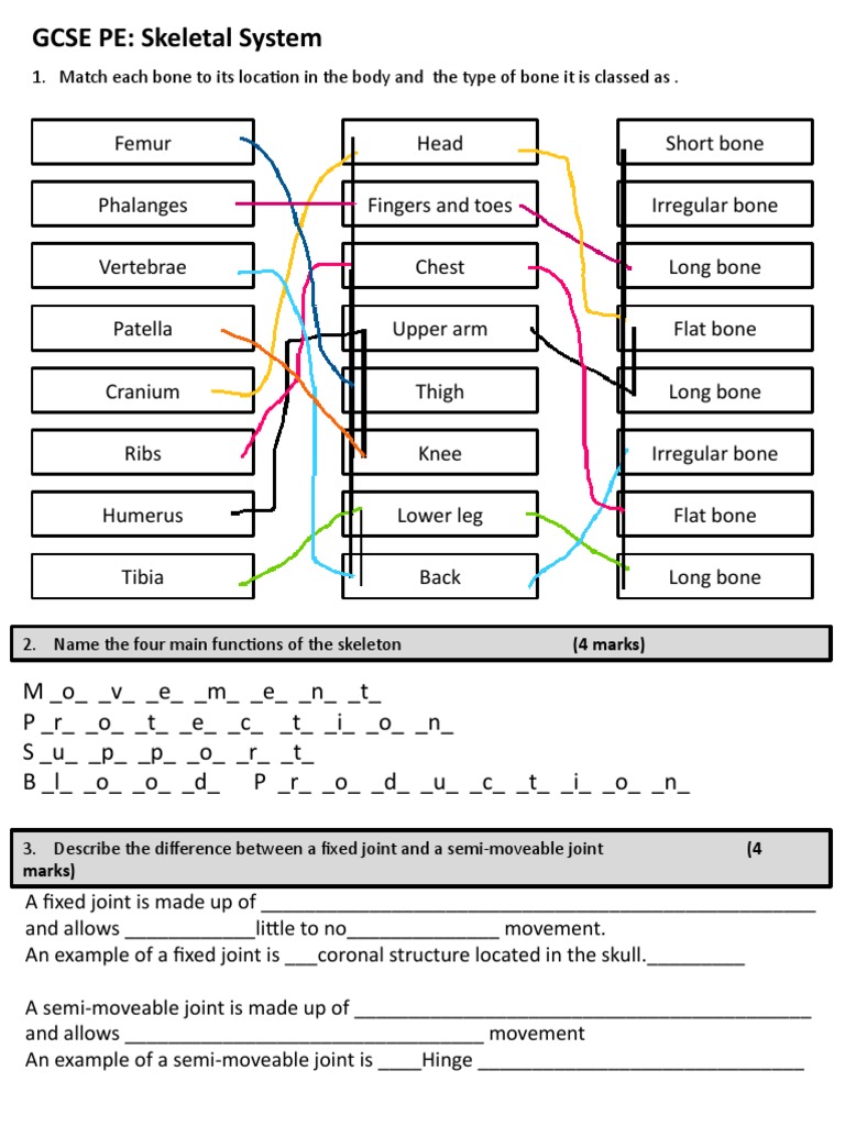 Skeletal System Worksheet | PDF | Knee | Skeleton