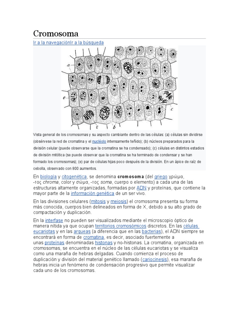 Cromosoma Resumen | Descargar gratis PDF | Cromosoma | Mitosis