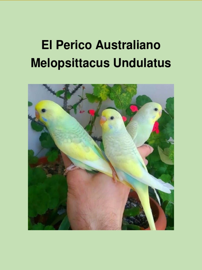 El Perico Australiano | PDF | Pluma | Sistema digestivo humano