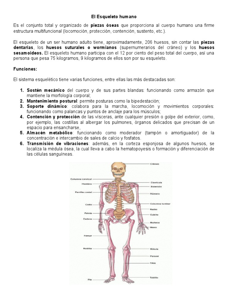 El Esqueleto Humano | PDF