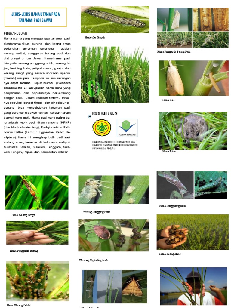 Liptan Brosur Hama Padi 2 | PDF
