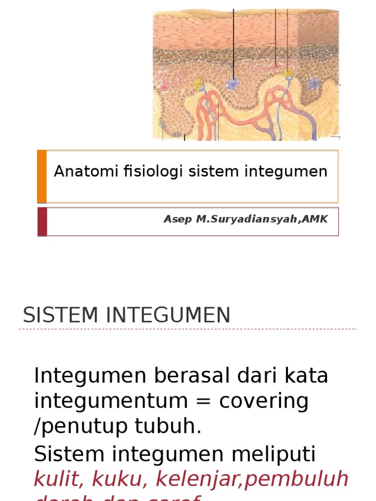 Anatomi Sistem Integumen | PDF