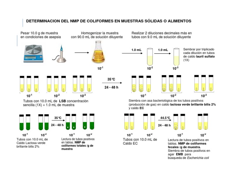 Diagrama Coliformes e Coli | PDF | Procariota | Las bacterias
