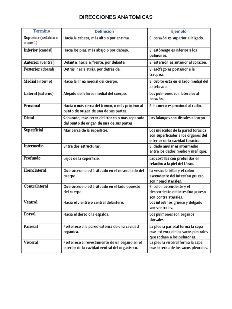 Direcciones Anatomicas 4 | PDF | Términos anatómicos de ubicación | Tórax