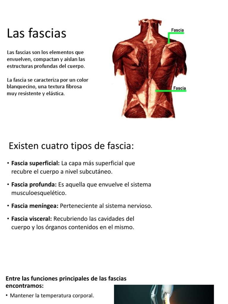 Definición De Fascia Anatomía Fascia Lata | Qué Es, Cómo Estirar,