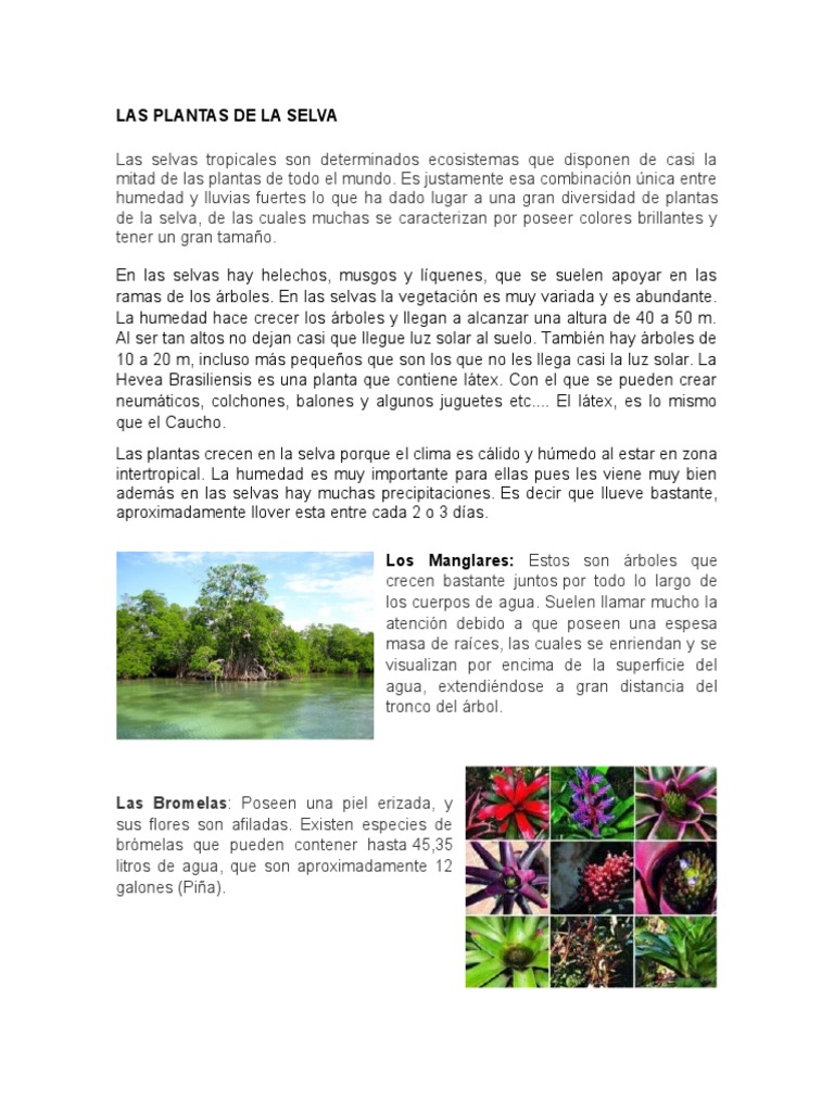 Plantas de La Selva | PDF | Selva | Zona tropical