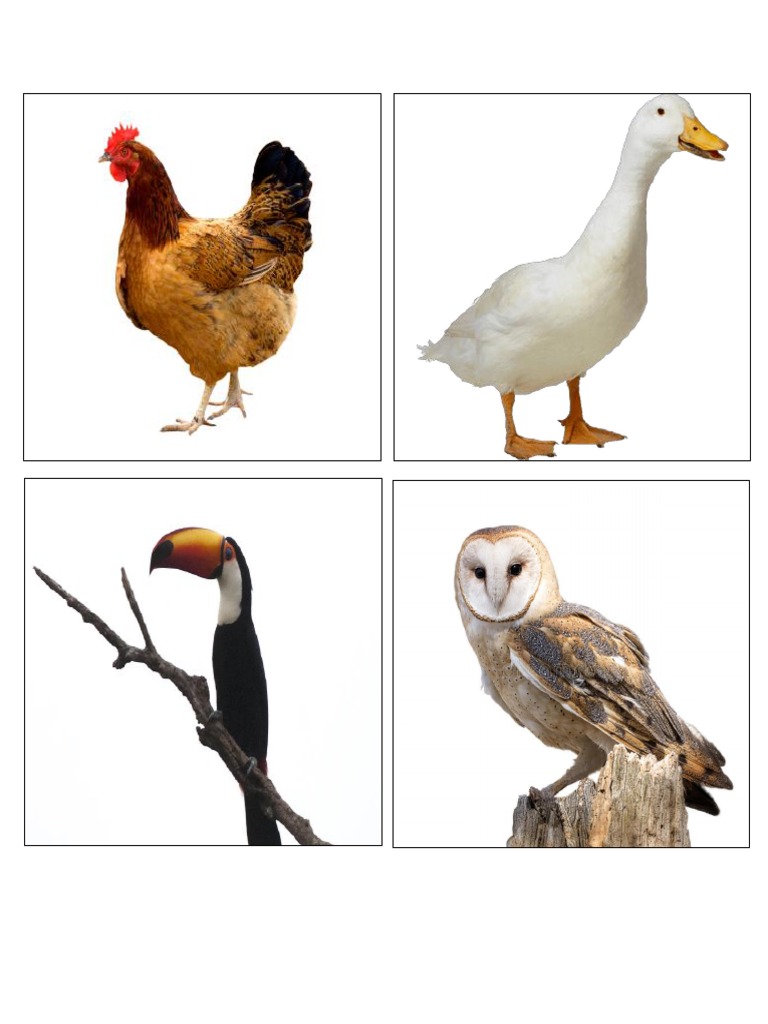 Laminas de Animales 2 | PDF