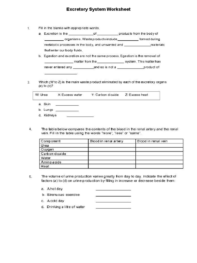 Excretory System Worksheet | PDF | Kidney | Animal Anatomy
